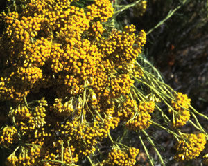 Review: L’Occitane Precious Cream | Chasing Elixir